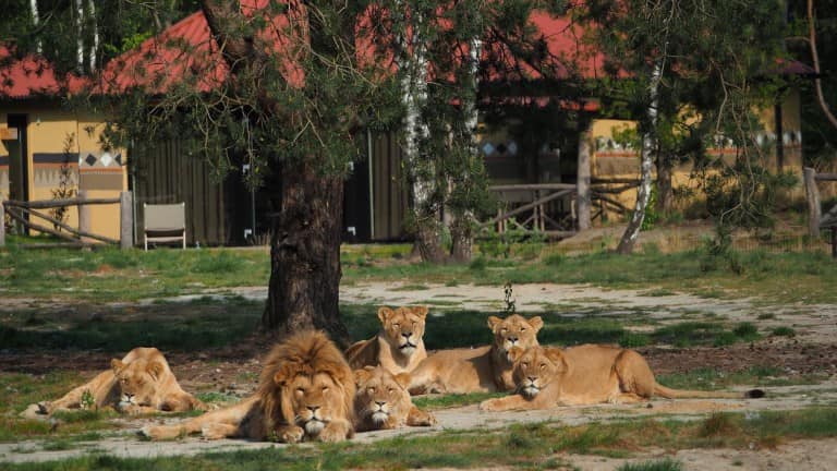 Safari Resort Beekse Bergen in Hilvarenbeek – Boek bij Voordeeluitjes.nl
